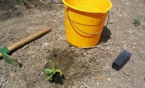 Propagating Pigface ( Carpobrotus modestus )